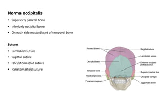 Normas of skull | PPTX