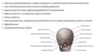 Normas of skull | PPTX