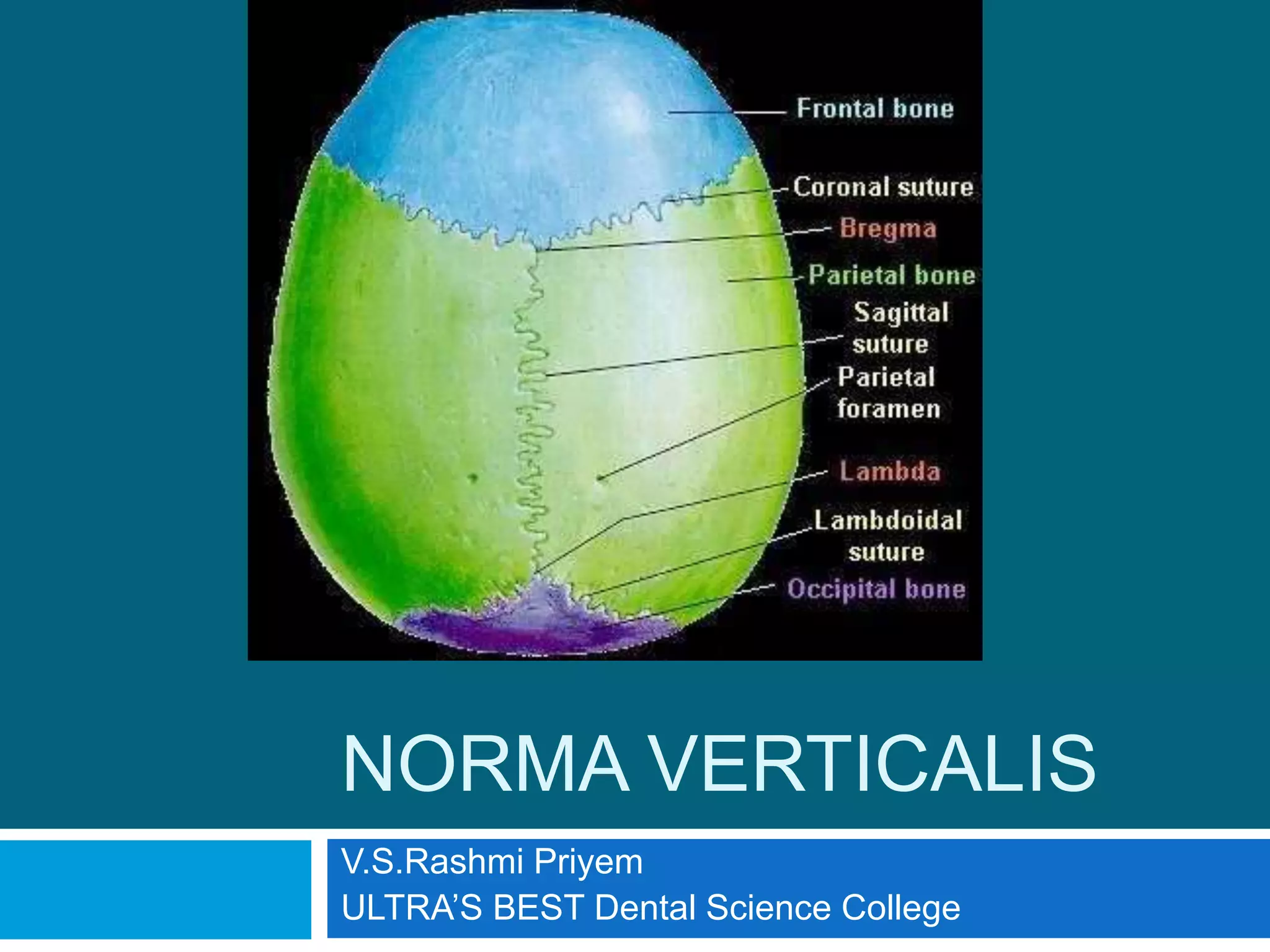 Norma Verticalis | PPTX