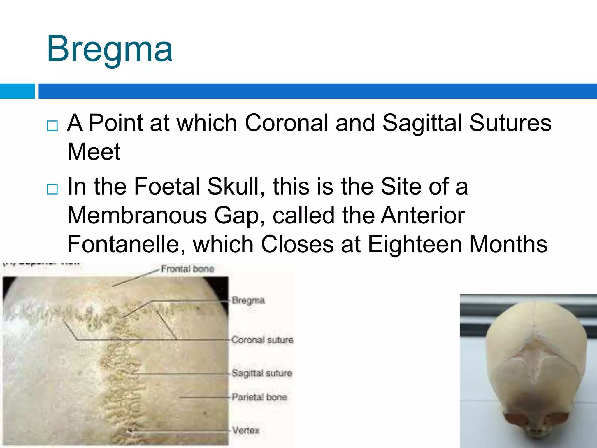 Norma Verticalis | PPTX