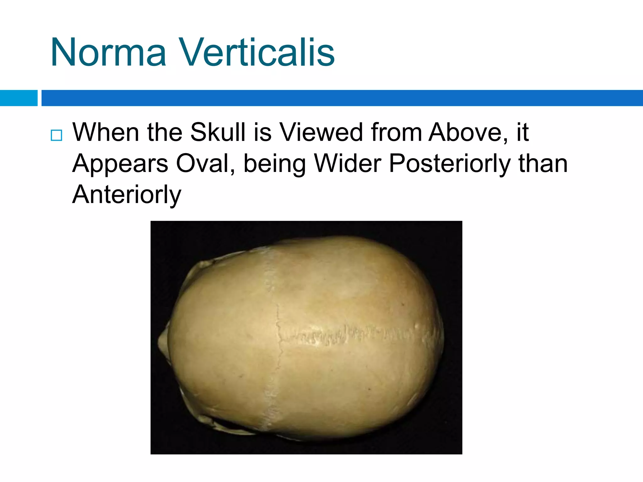 Norma Verticalis | PPTX