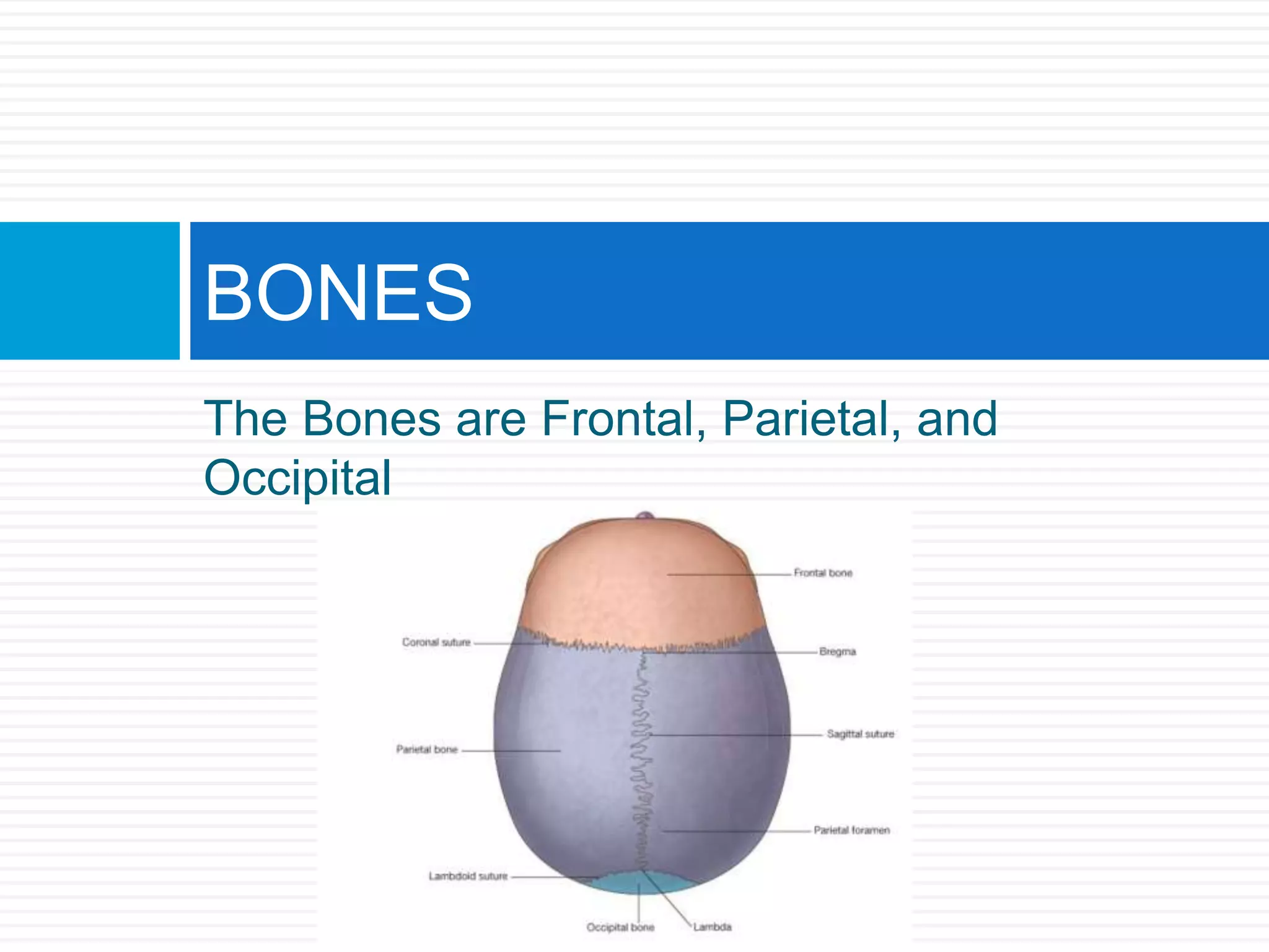 Norma Verticalis | PPTX