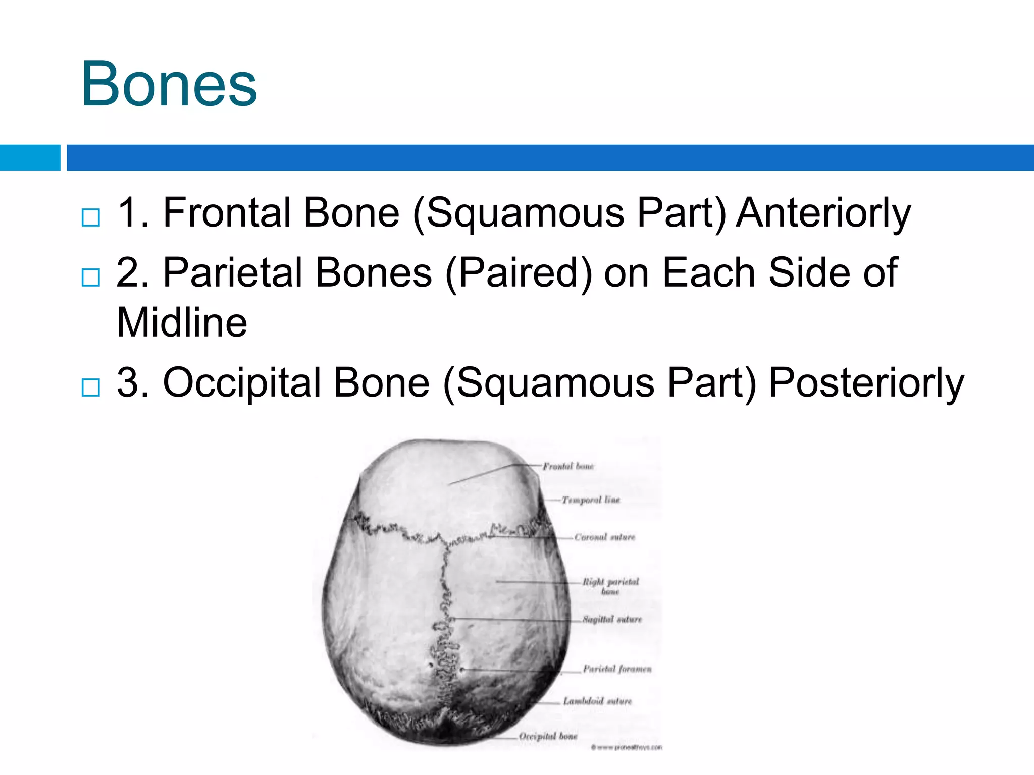 Norma Verticalis | PPTX