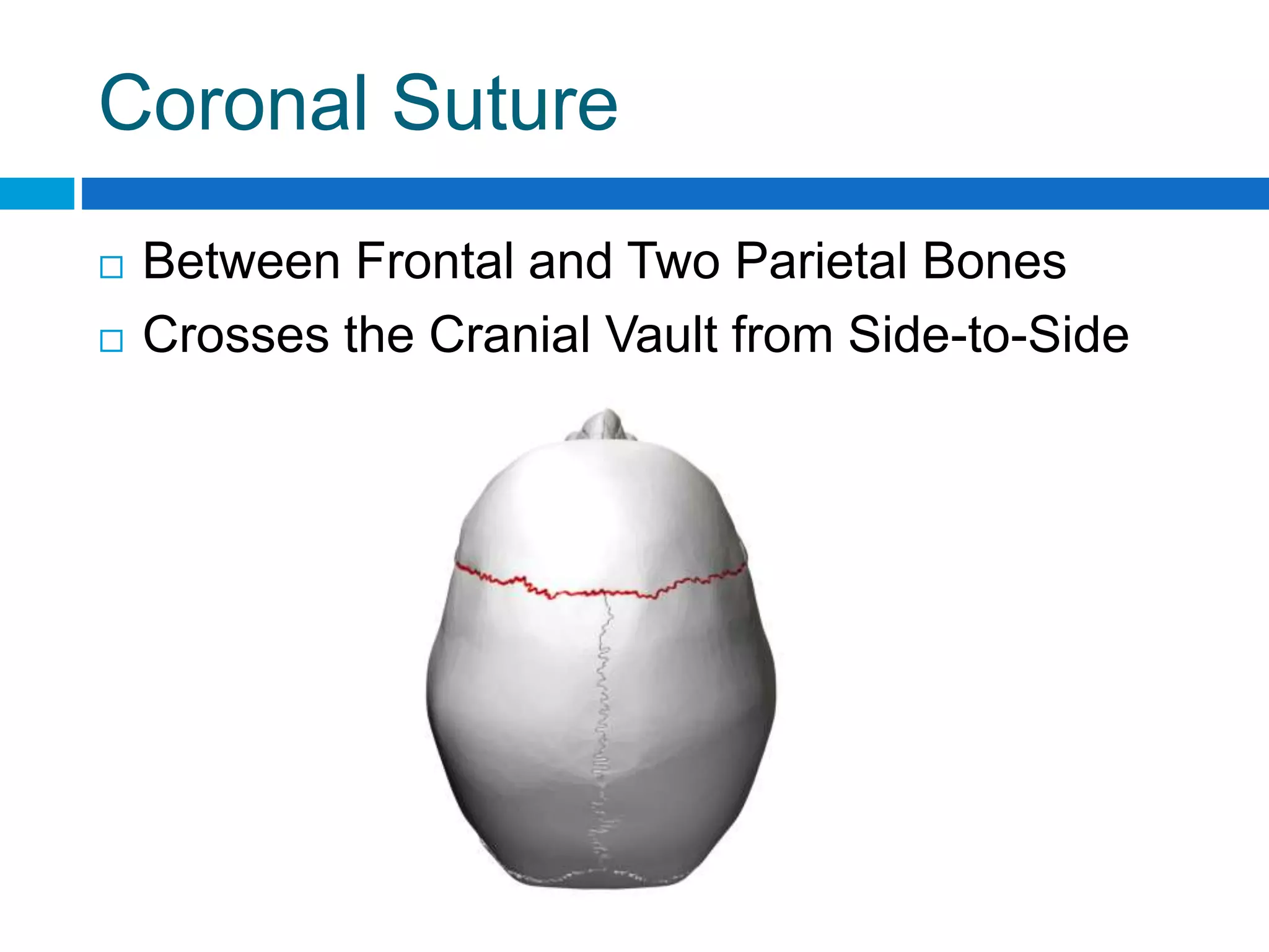 Norma Verticalis | PPTX