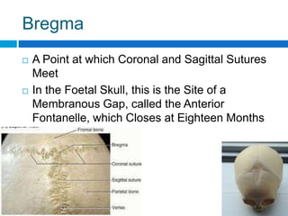 Norma Verticalis | PPTX