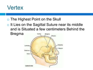 Norma Verticalis | PPTX