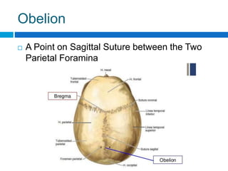 Norma Verticalis | PPTX