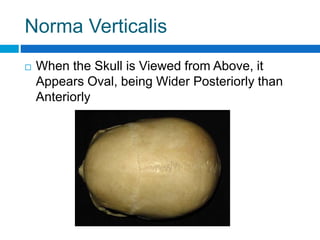 Norma Verticalis | PPTX