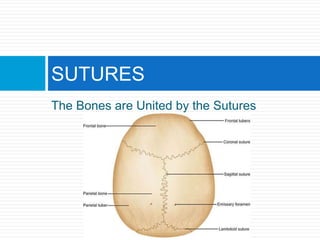 Norma Verticalis | PPTX