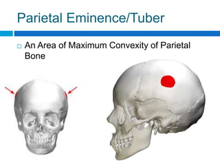 Parietal Eminence