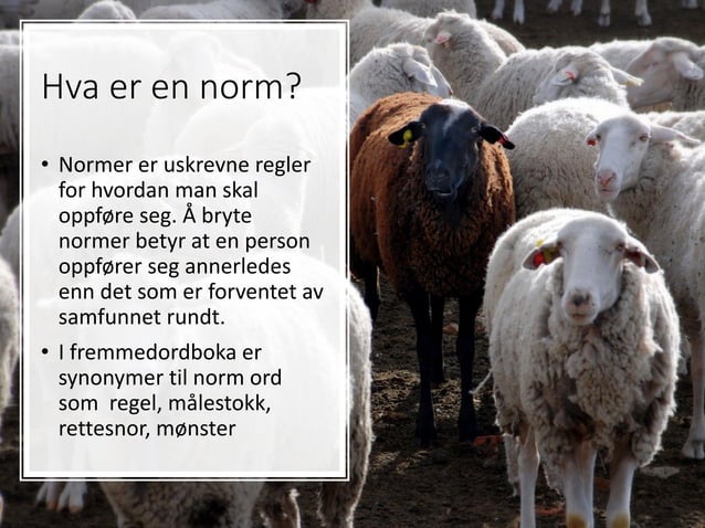 Normer og lover | PPT