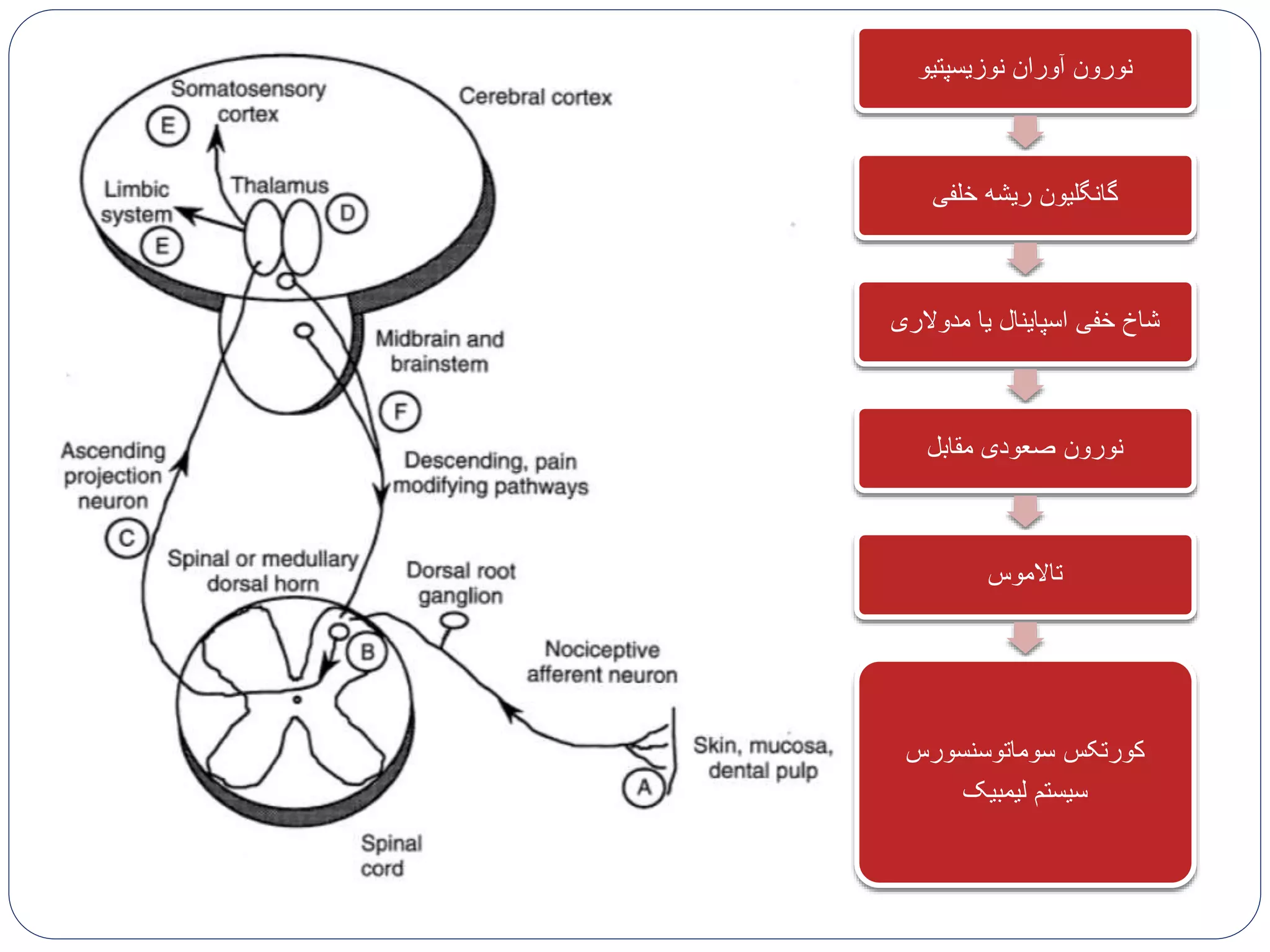Pain neuropathophysiology in dentistry | PPT