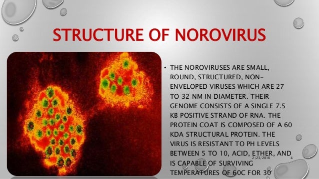 Norwalk Virus Symptoms