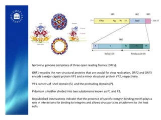 Norovirus Structure Diagram