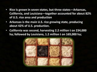 Rice in North america | PPT