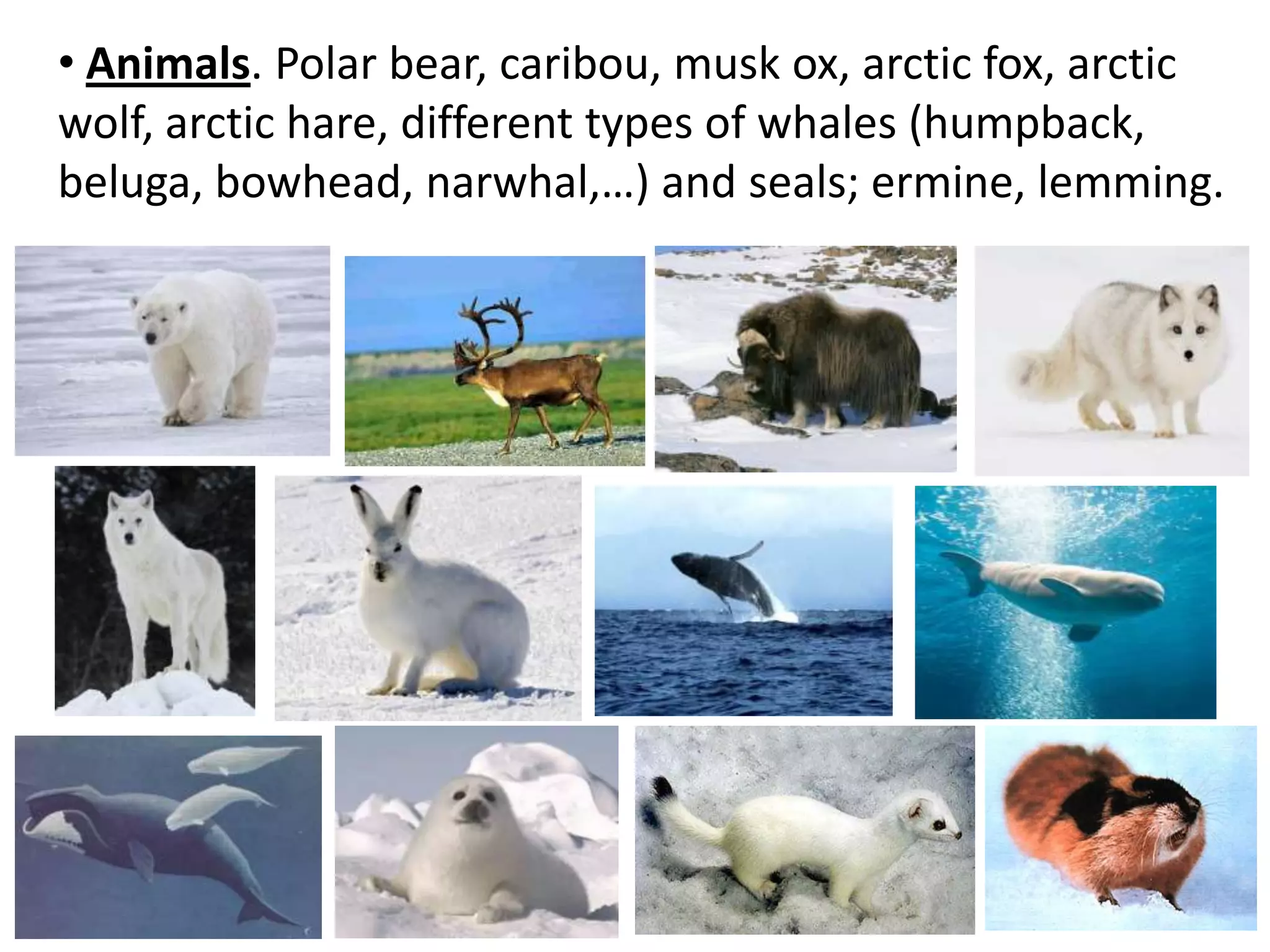 North america inuit | PPTX