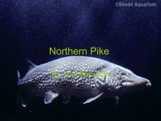 Northern Pike | PPT