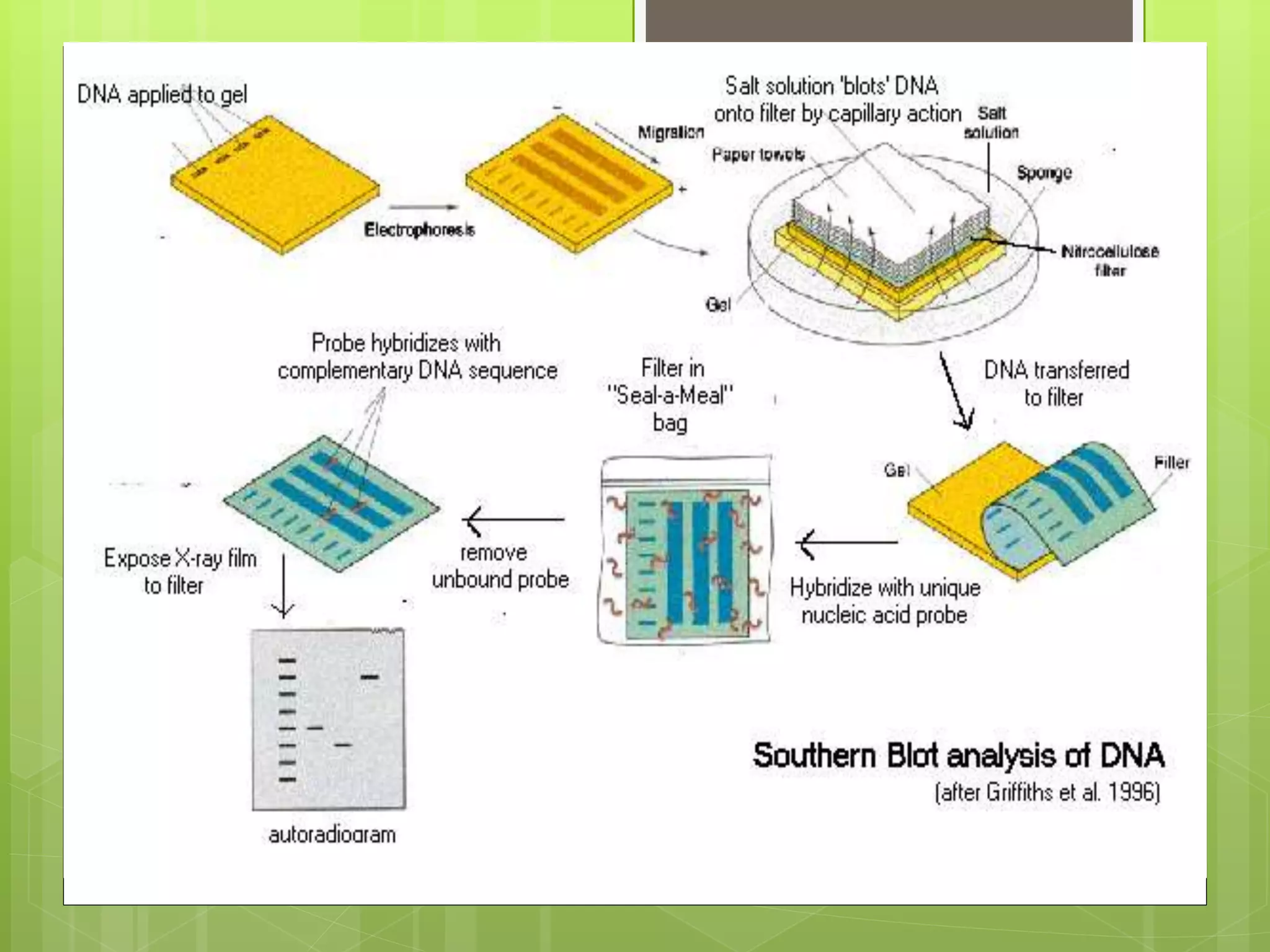 Northern and southern blot | PPTX