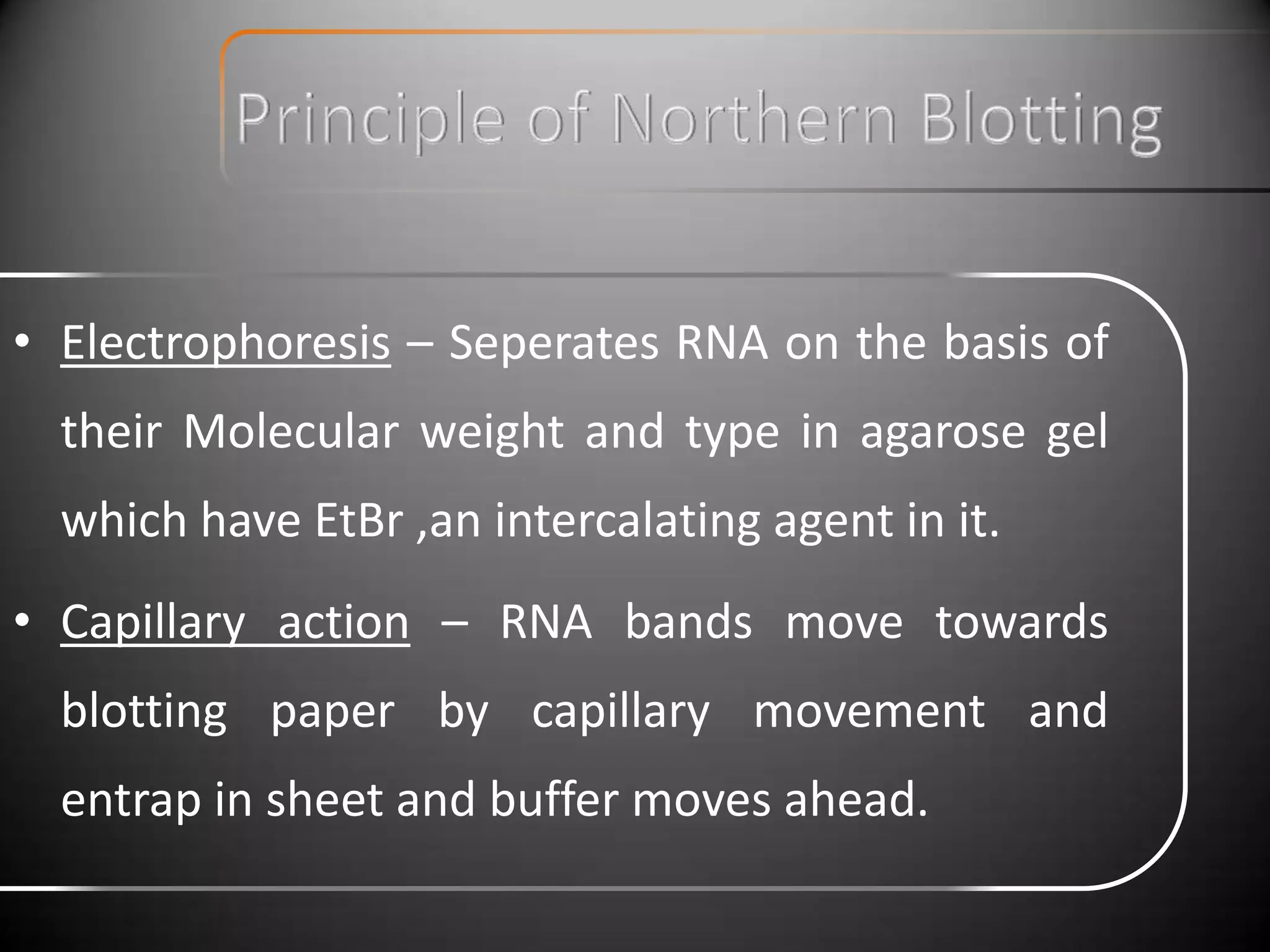 Northern blotting | PPTX