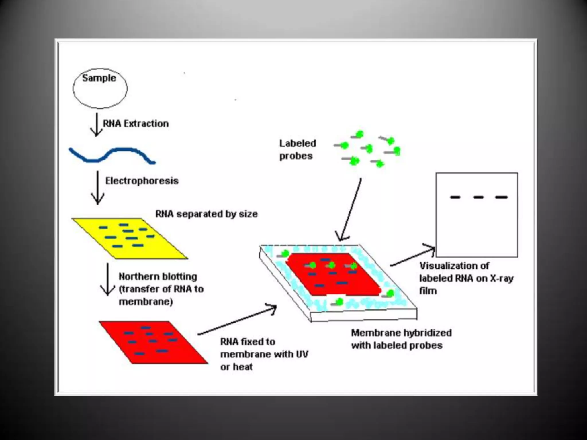 Northern blotting | PPTX