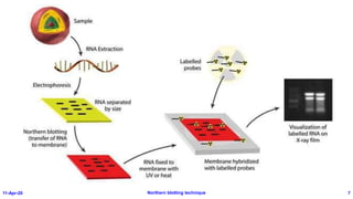 Northern blotting | PPTX