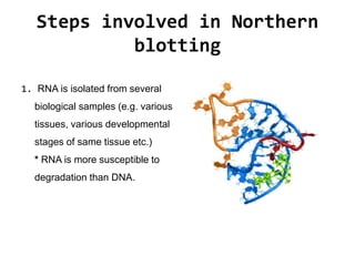 Northern Blotting.pptx