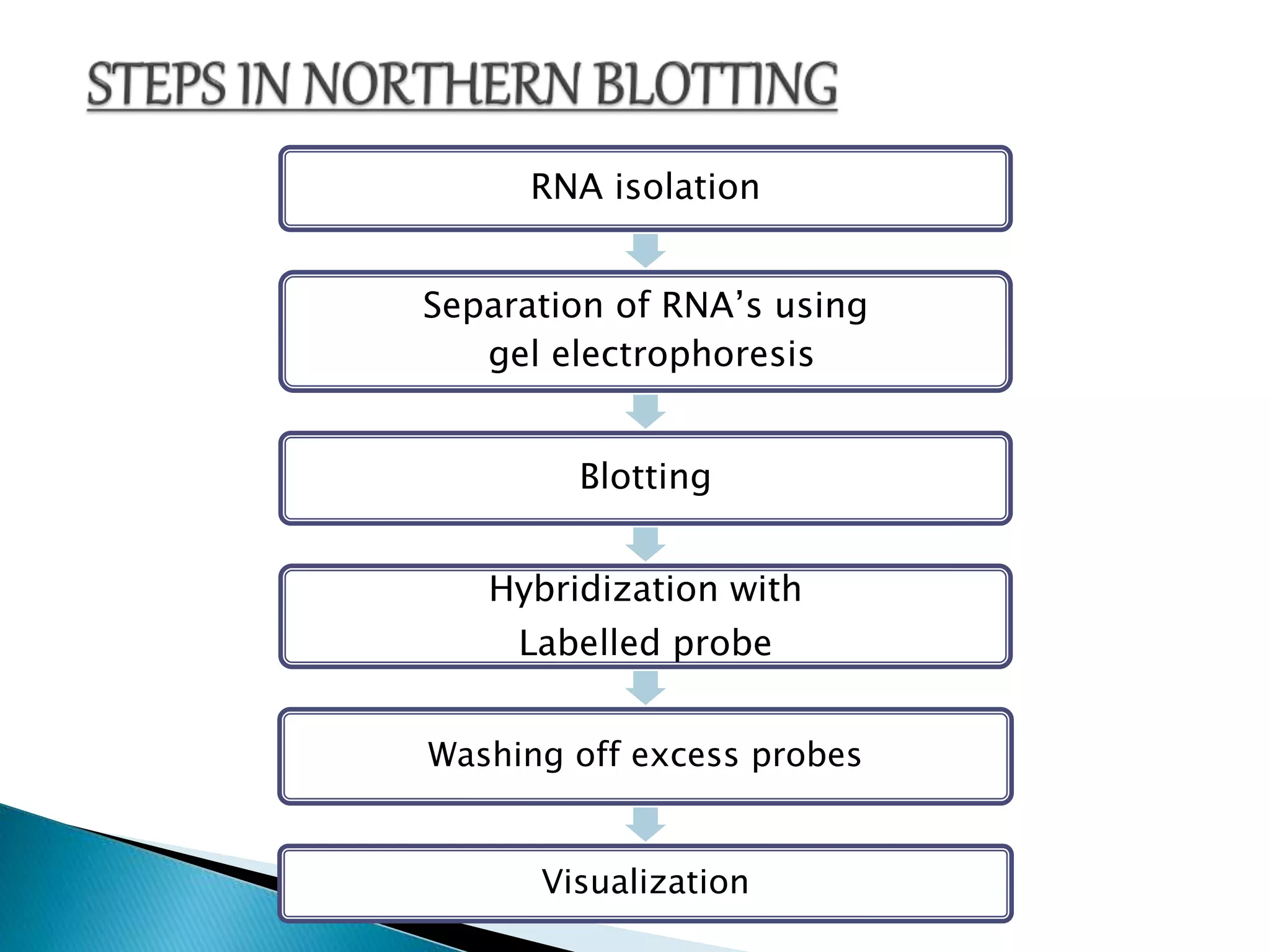 NORTHERN BLOTTING.pptx