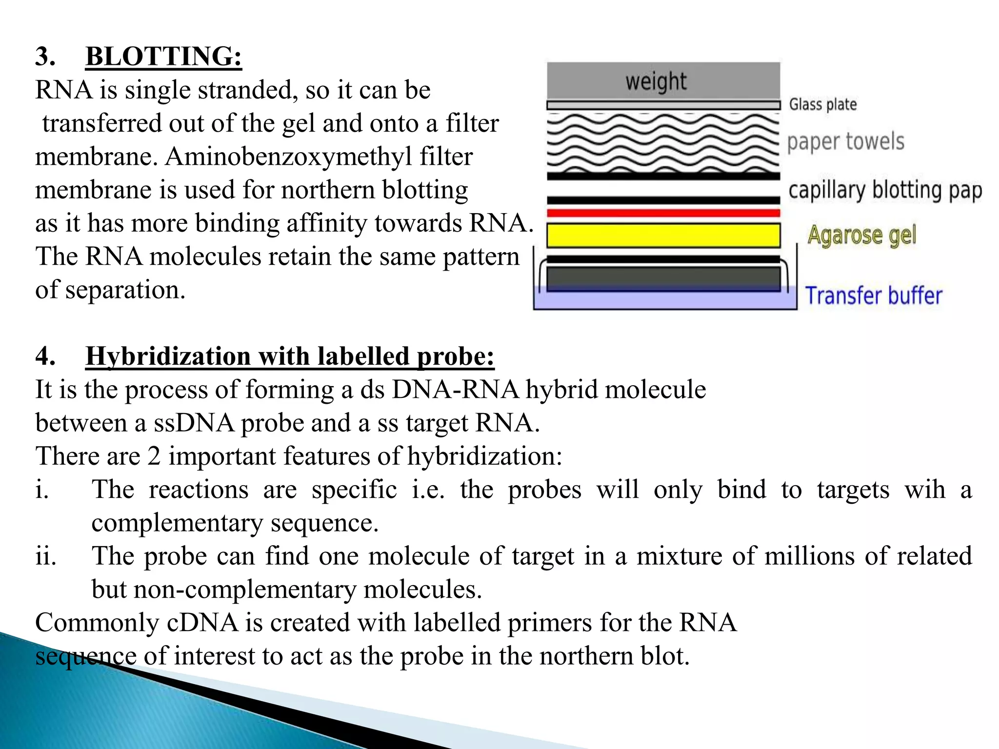 NORTHERN BLOTTING.pptx