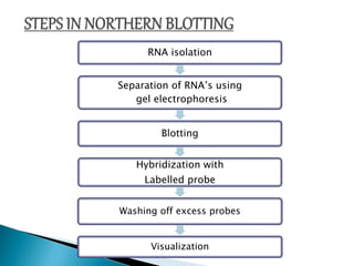 NORTHERN BLOTTING.pptx