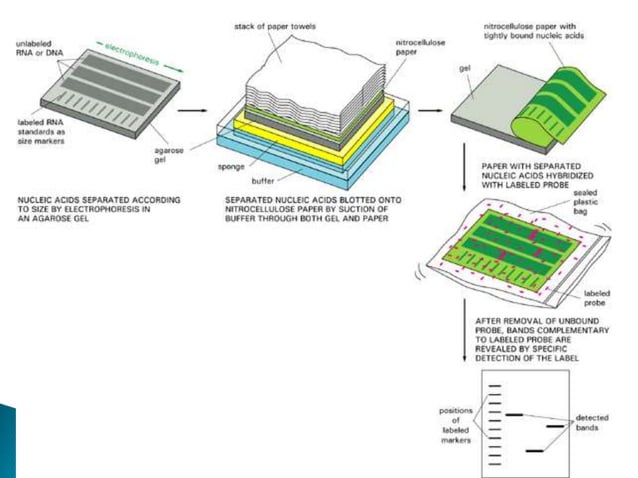NORTHERN BLOTTING.pptx | Chemistry | Science