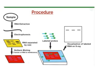 Northern Blotting PPT ( The transfer of RNA to membrane) | PPTX
