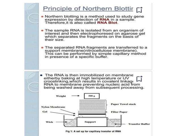 Northern Blotting PPT ( The transfer of RNA to membrane) | PPT