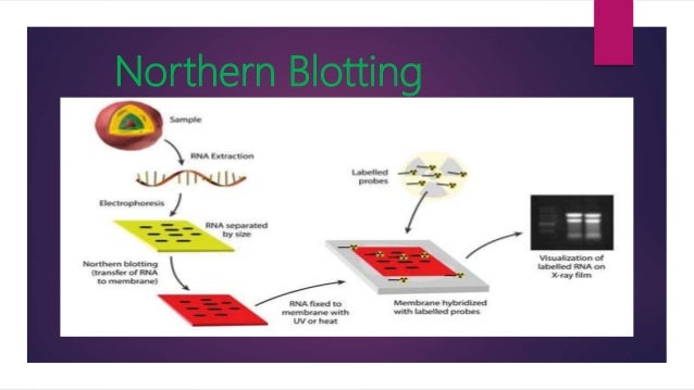 Northern blotting
