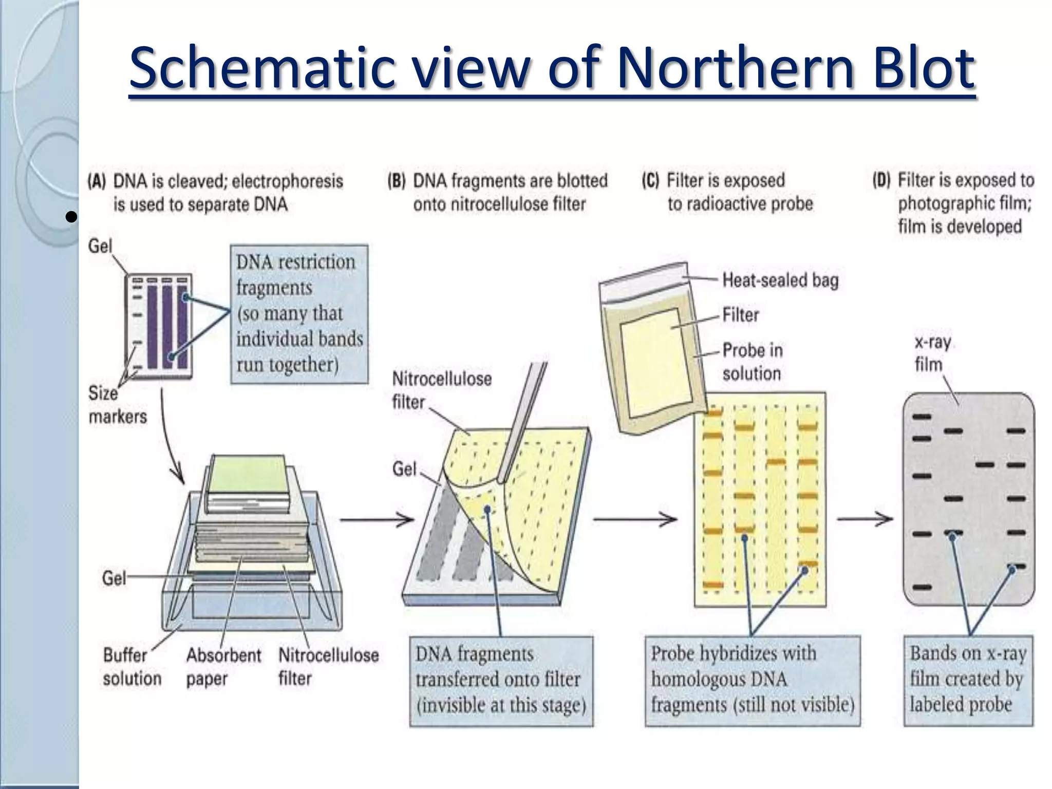 Northern blotting | PPTX