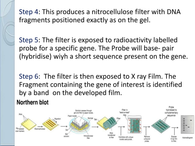 Northern blotting | PPTX | Chemistry | Science