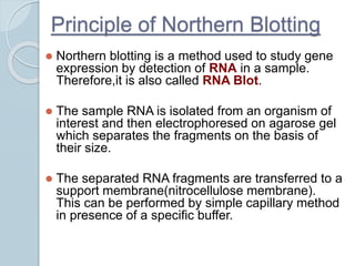 Northern blotting | PPTX