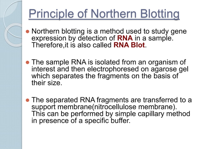 Northern blotting | PPTX | Chemistry | Science
