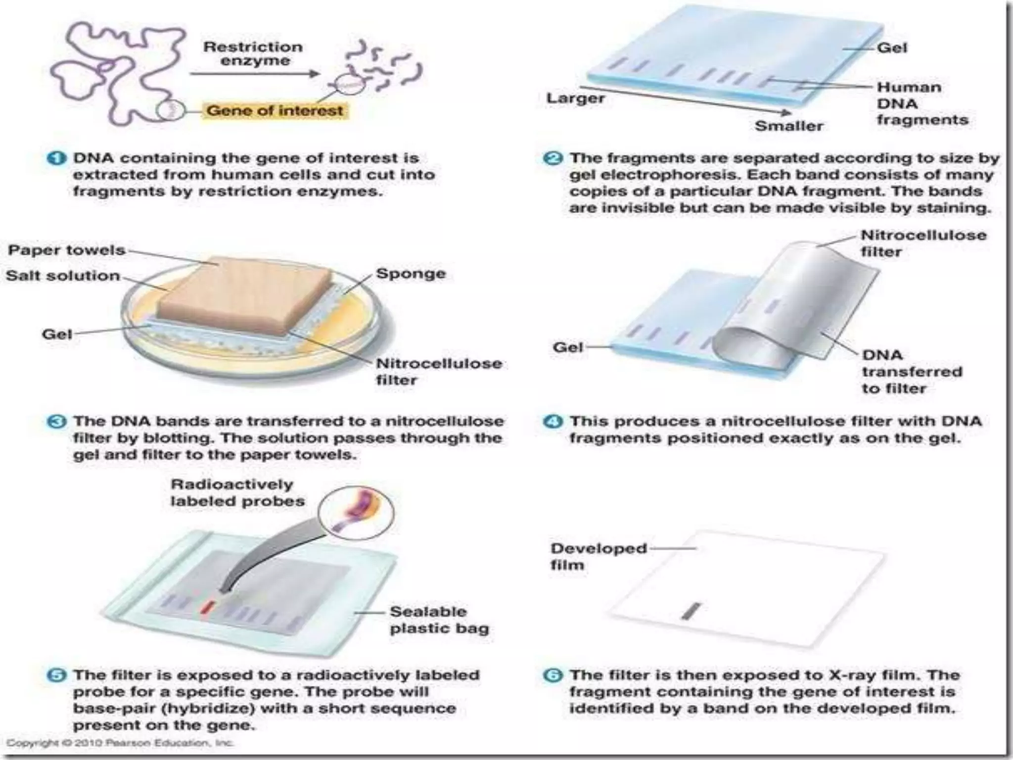 Northern blotting ppt | PPTX