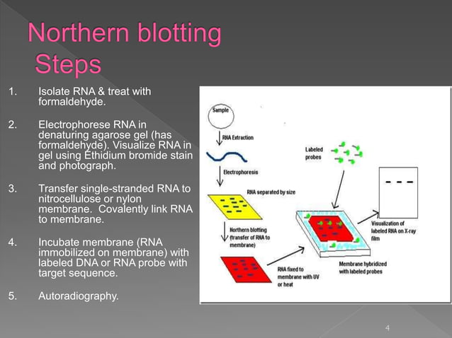 Northern blotting ppt | PPTX