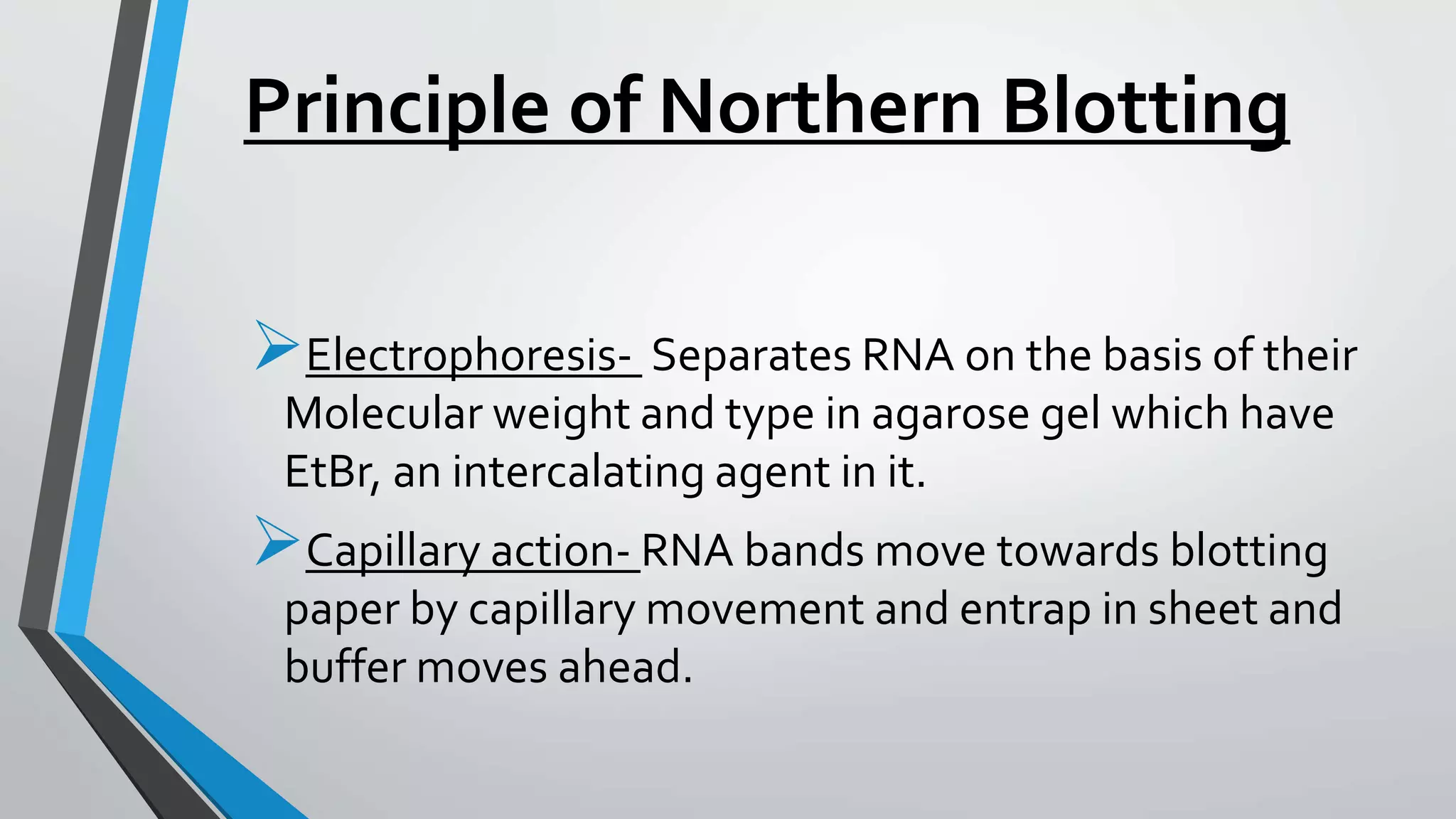 Northern Blotting Presentation.pptx