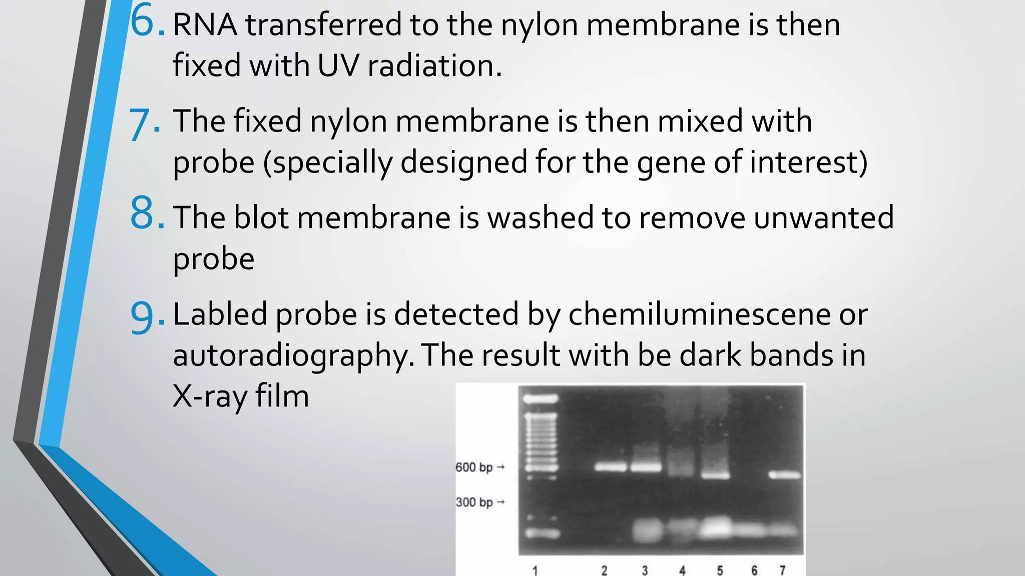 Northern Blotting Presentation.pptx