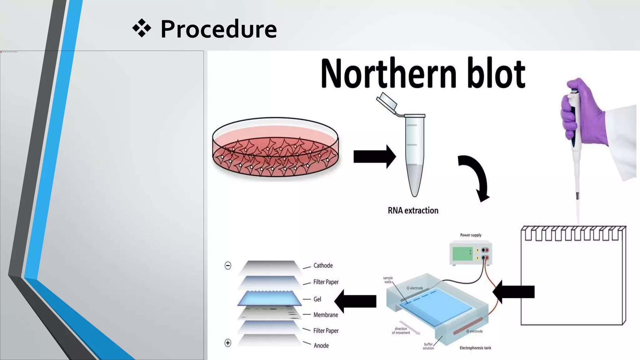 Northern Blotting Presentation.pptx