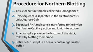 Northern Blotting Presentation.pptx