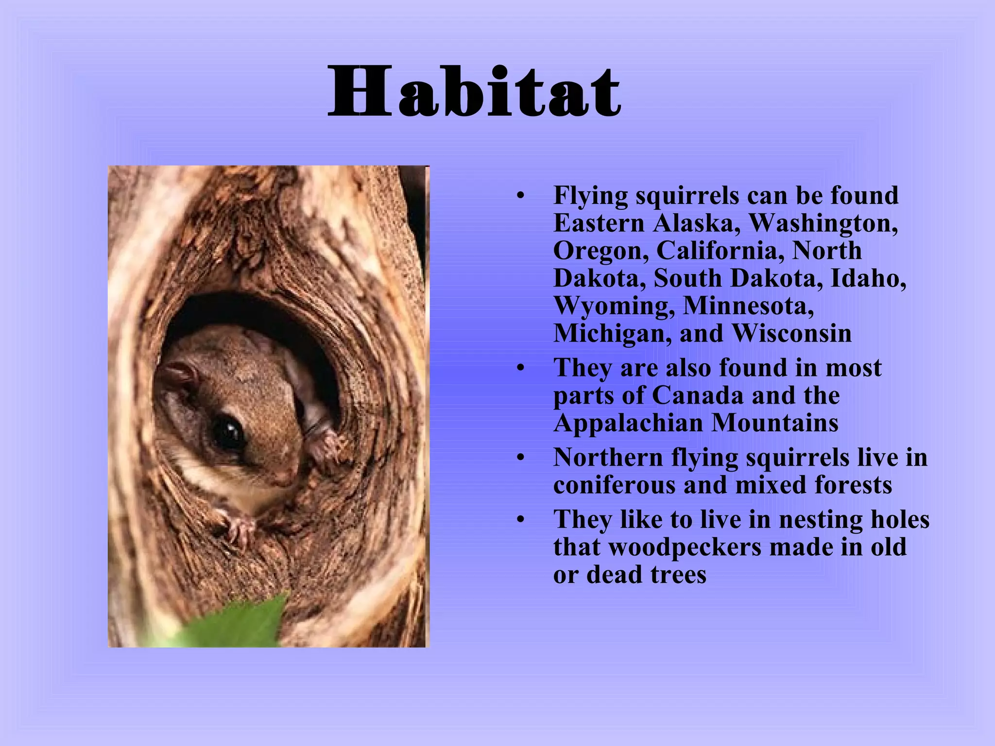 Northern flying squirrel Gianna | PPT