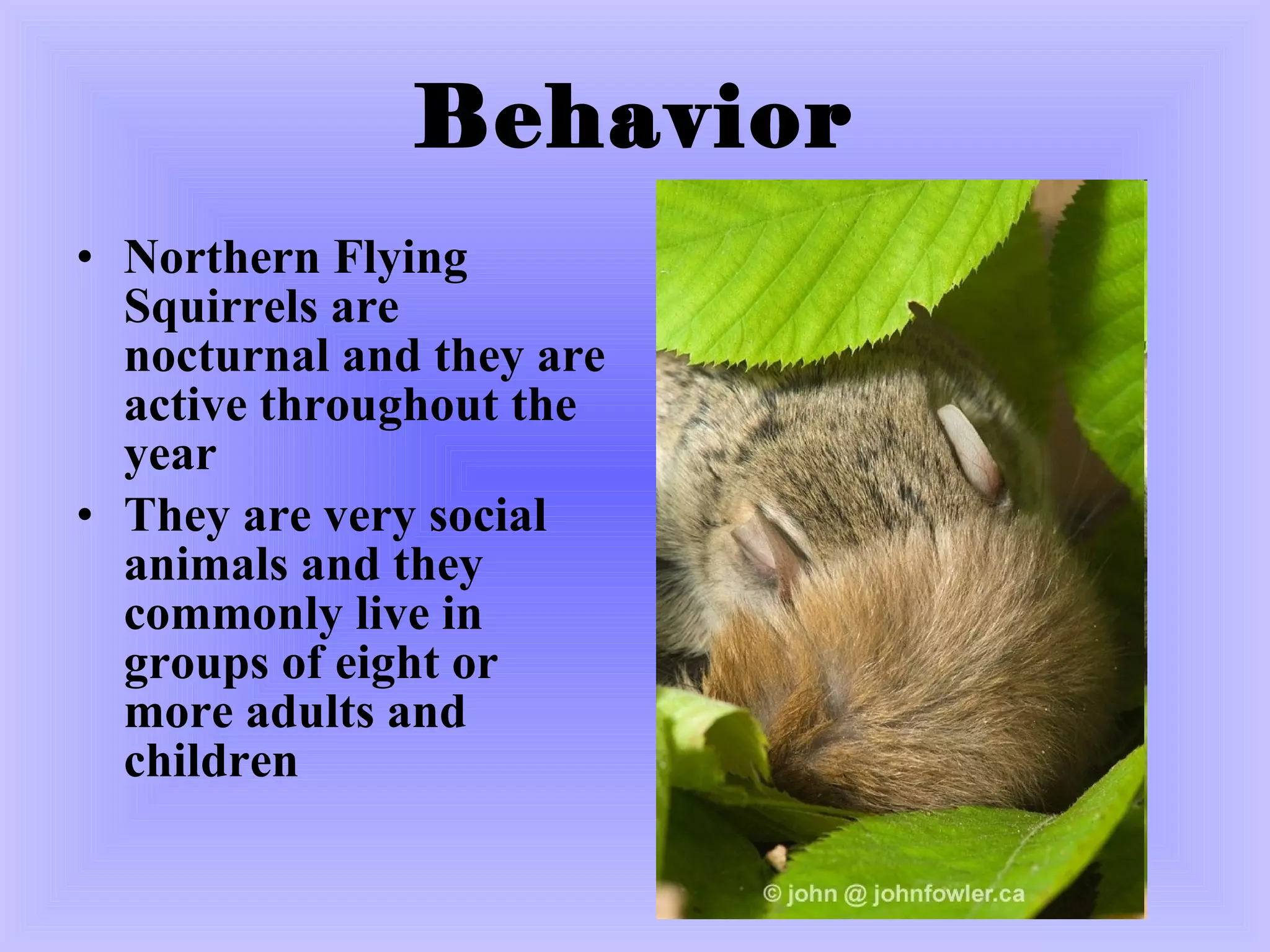 Northern flying squirrel Gianna | PPT