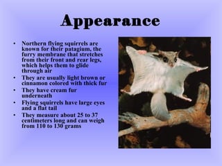 Northern flying squirrel Gianna | PPT