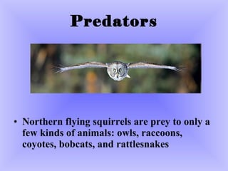 Northern flying squirrel Gianna | PPT