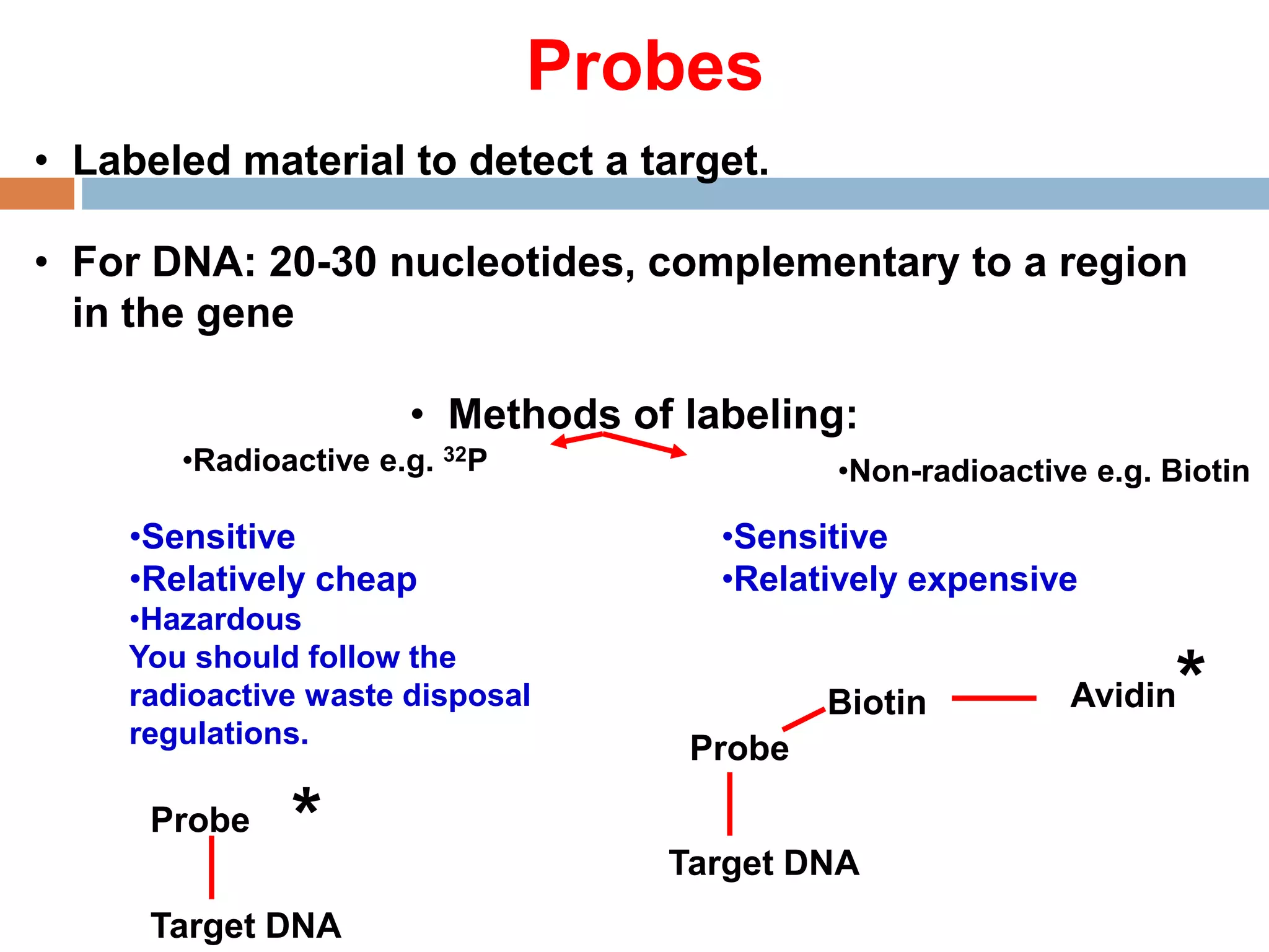 Northern, southern and western blotting | PPTX