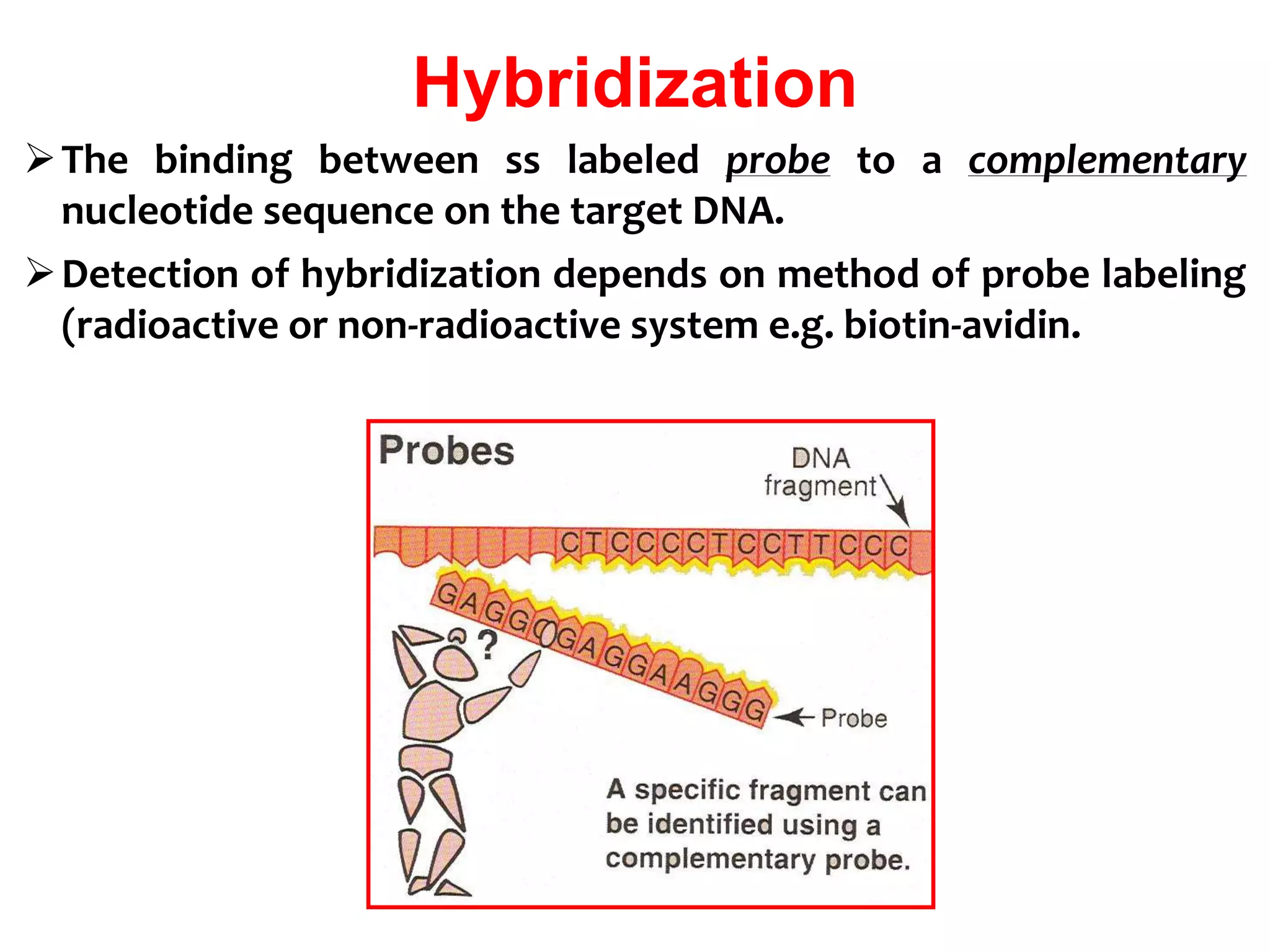 Northern, southern and western blotting | PPTX