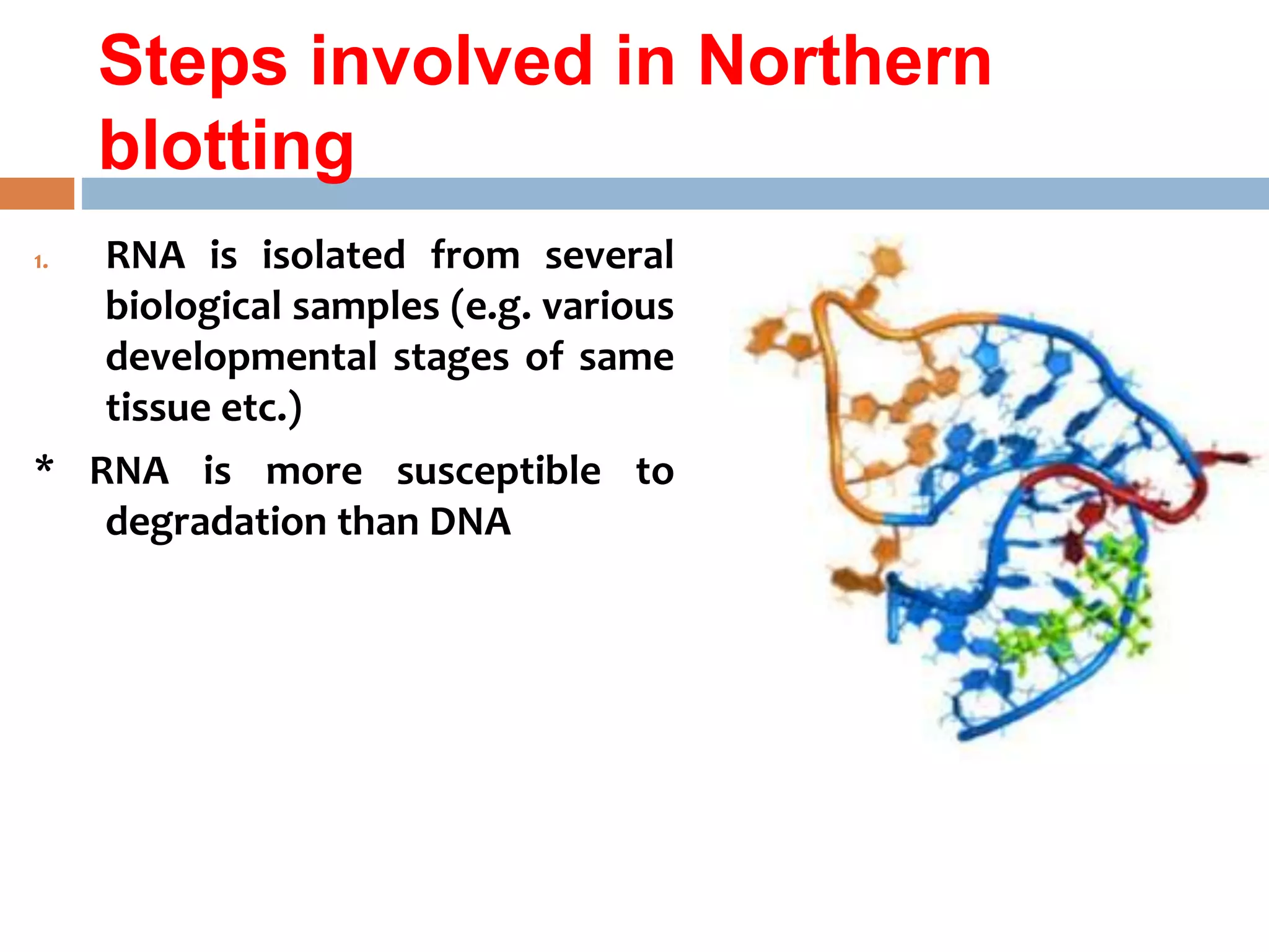 Northern, southern and western blotting | PPTX